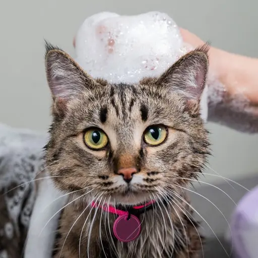 Rachael's Elite Grooming | Full-Service Pet Grooming in Skiatook, OK